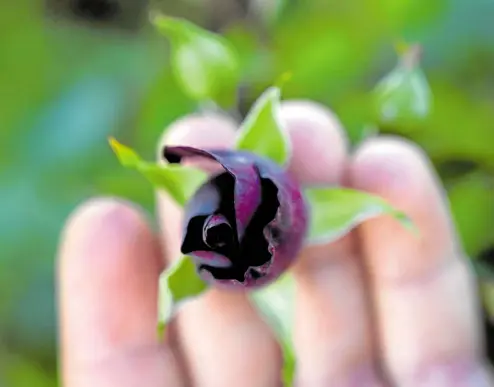 Turkey black rose producers chase sweet smell of success - PressReader