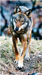 WOLVES IN ITALY - PressReader