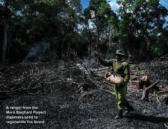 Nyakweri Forest - PressReader