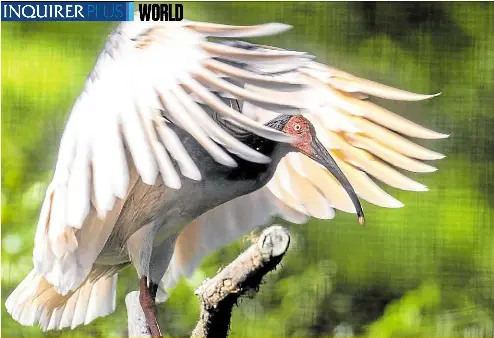 Modern phoenix: The bird brought back from extinction in Japan ...