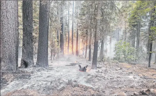 Firefighte­rs work to hold off Park Fire - PressReader