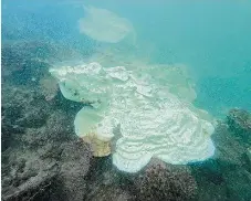Signs of coral recovery here amid global bleaching event - PressReader