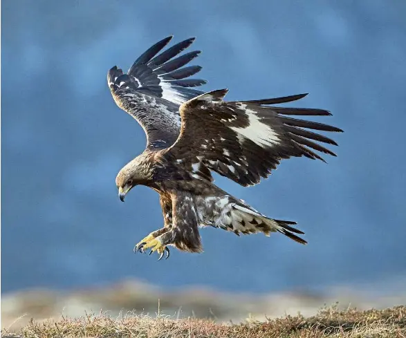 Wildlife tourism will fly - PressReader