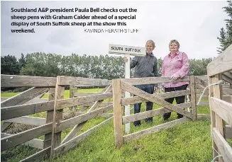 South Suffolk sheep to shine at A&P show - PressReader