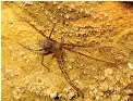 Cave ban sees population explosion of spiders - PressReader