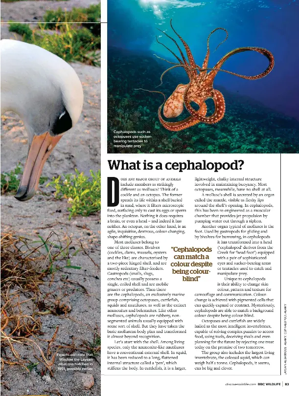 What is a cephalopod? - PressReader