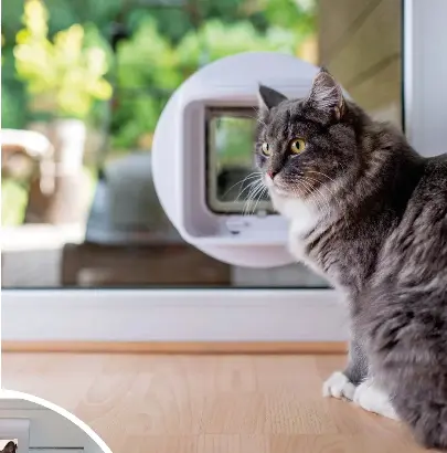 Una porta per il micio | Gatto Magazine | PressReade­r
