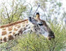 Dinokeng, jou doring! - PressReader