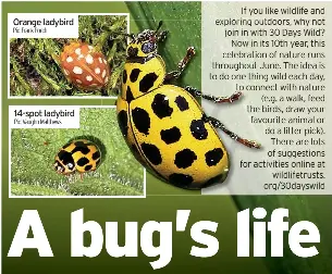 A bug’s life - PressReader