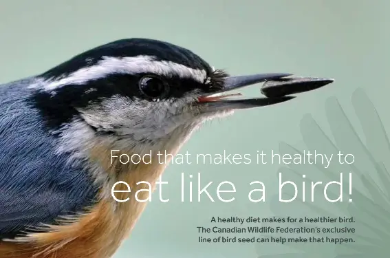 Food that makes it healthy to eat like a bird! - PressReader