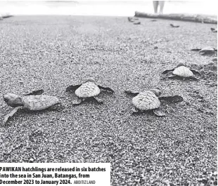 331 pawikan hatchlings released into the sea in Batangas - PressReader