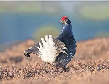 Picture perfect images - PressReader