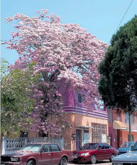 Tampico en rosa - PressReader