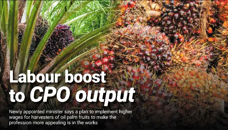 Labour boost to CPO output - PressReader