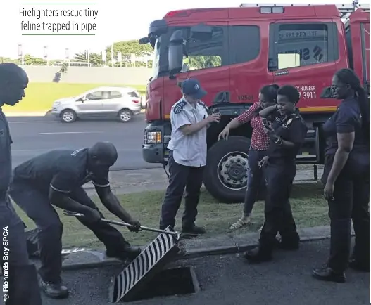 Operation kitty - PressReader