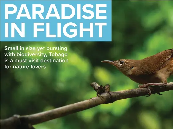 PARADISE IN FLIGHT - PressReader