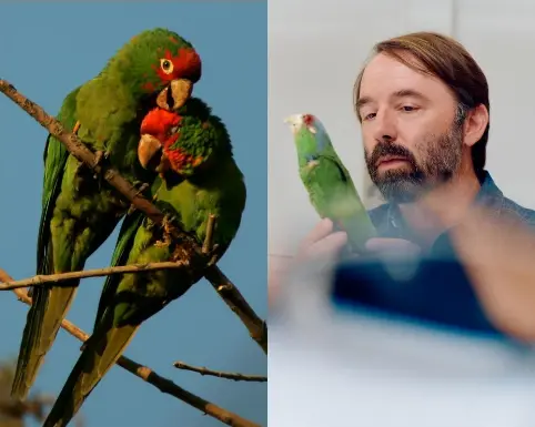 These parrots came to Los Angeles as pets - then went wild. Now ...