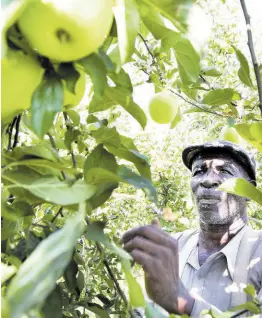 J’cans facing racial abuse, exploitati­on on Canadian farms, Amnesty ...