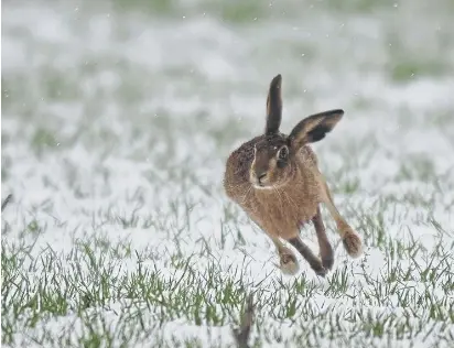 We’re giving back to nature - PressReader