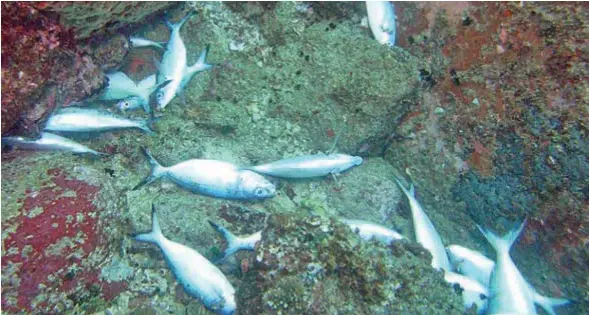 Dynamite Fishing and Other Illegal Methods Affect Our Ocean - PressReader