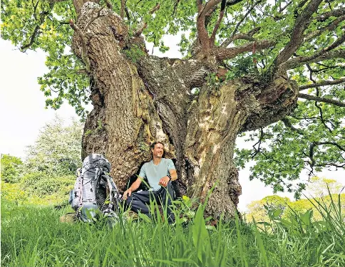 I made a pilgrimage to see Britain’s greatest trees – all 2,700 of them ...