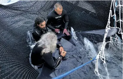 Giant devil rays freed from nets - PressReader