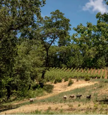 ADAMVS Napa Valley, Epitome of Winemaking Excellence - PressReader