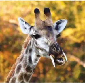 Hold it there, is this a giraffe or a vampire? - PressReader