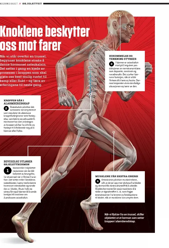 Knoklene beskytter oss mot farer - PressReader