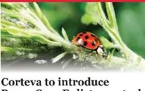 Corteva to introduce Powercore Enlist corn tech to manage pests, weeds ...