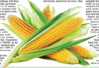 Join the COB MOB - PressReader