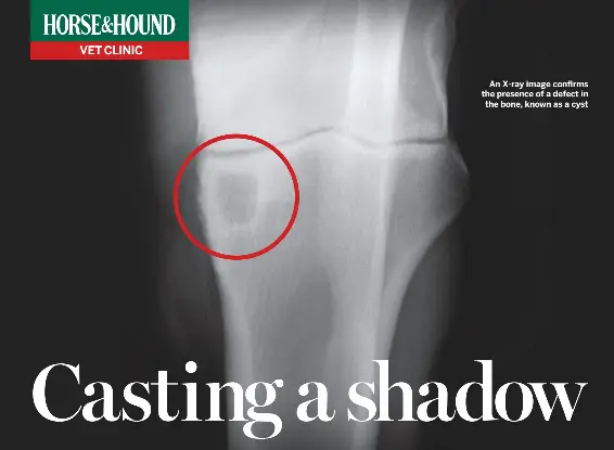 Vet clinic Cysts: diagnosing these defects in horses’ bones - PressReader