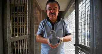 PIGEON RACING IN PH: DEADLY GAUNTLET - PressReader