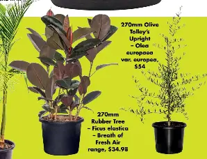 ADD SOME GREENERY - PressReader