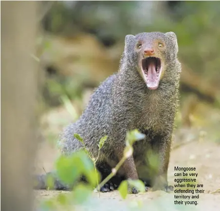 Vet, wildlife expert urge caution as pet mongoose trend emerges ...