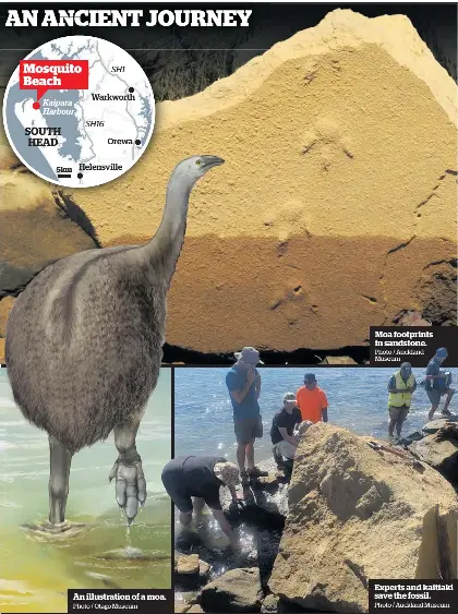 Moa footprints a million years old - PressReader