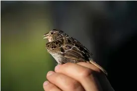 Florida grasshoppe­r sparrow: scientists hail resurgence of endangered bird - PressReader