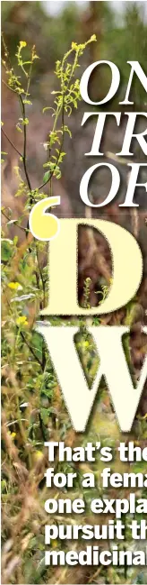 ON THE TRAIL OF THE 'DITCH WITCH' - PressReader