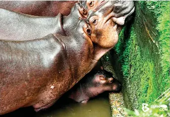 Hippo June and family — the stars of Taiping Zoo - PressReader