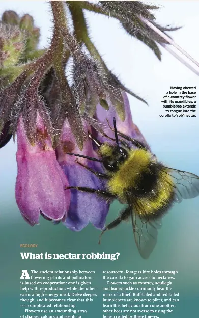 What is nectar robbing? - PressReader