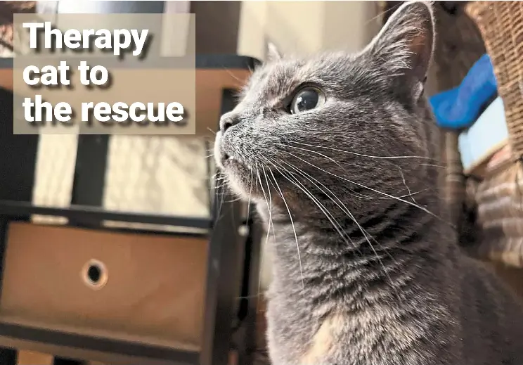 Therapy cat to the rescue - PressReader