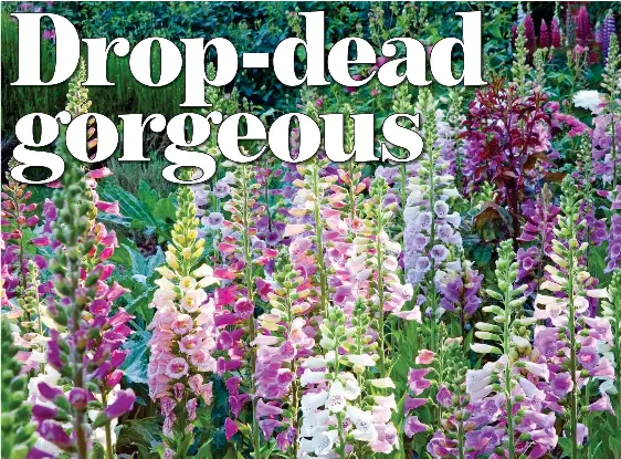 Drop-dead gorgeous - PressReader