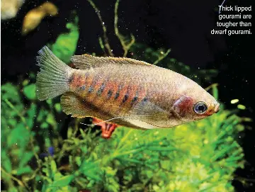 Which fish for the top of the tank? - PressReader