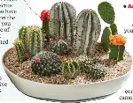 Growing and taking care of cactus - PressReader