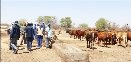 Cattle ranch improvemen­ts visible - PressReader