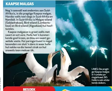 KAAPSE MALGAS - PressReader