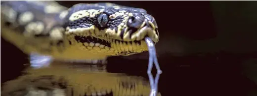 In snake genes, study finds they evolved 3x faster than other reptiles - PressReader