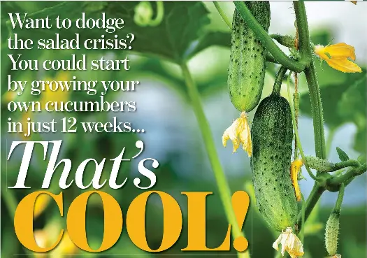 That’s COOL! - PressReader