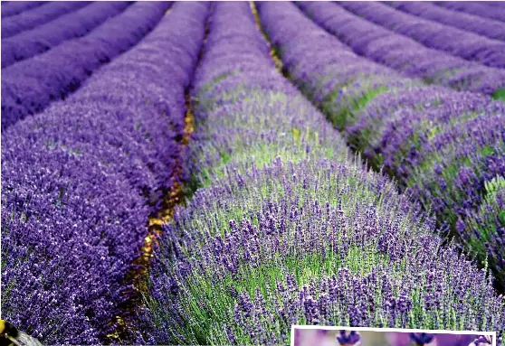 The fields where purple reigns... - PressReader