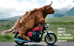 Pull the udder one! - PressReader